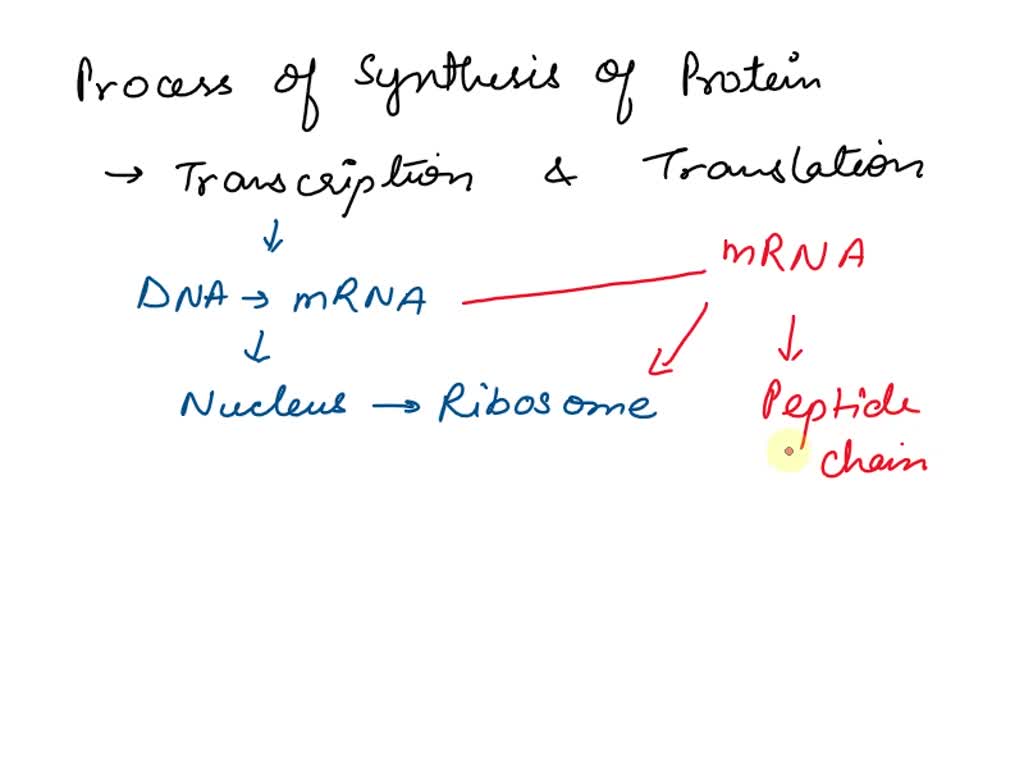 SOLVED: The image represents protein synthesis. Imagine the protein ...