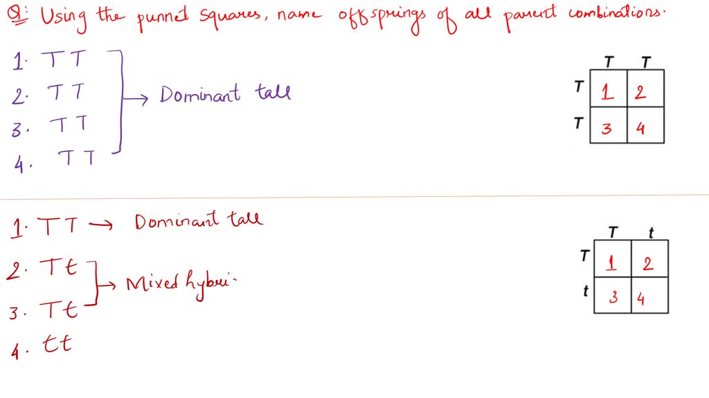 SOLVED: Punnett's Squares show the two alleles of each parent plant ...