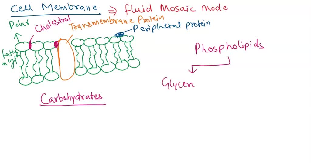 SOLVED: Draw and label the four major components of the cell membrane. Also give the functions ...