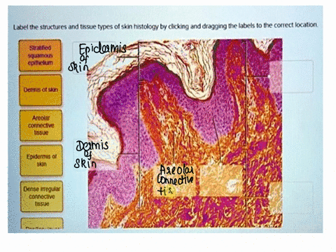 18 label the structures and tissue types of skin histology by clicking ...