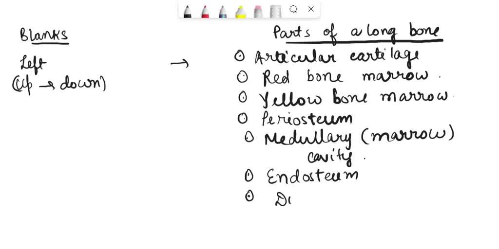 SOLVED: Label the parts of a long bone by clicking and dragging the ...