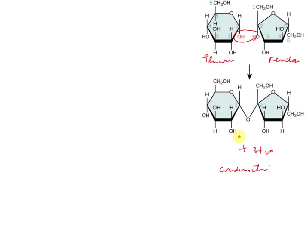 SOLVED: Complex polymers are built from combinations of smaller ...