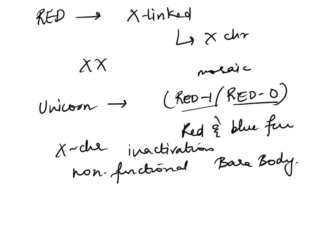 SOLVED: The RED gene is X-linked in both the American and Siberian ...