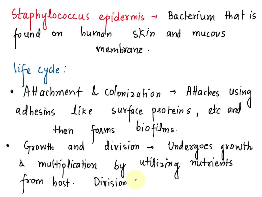 SOLVED: What is the life cycle of staphylococcus epidermidis in as much detail as possible.