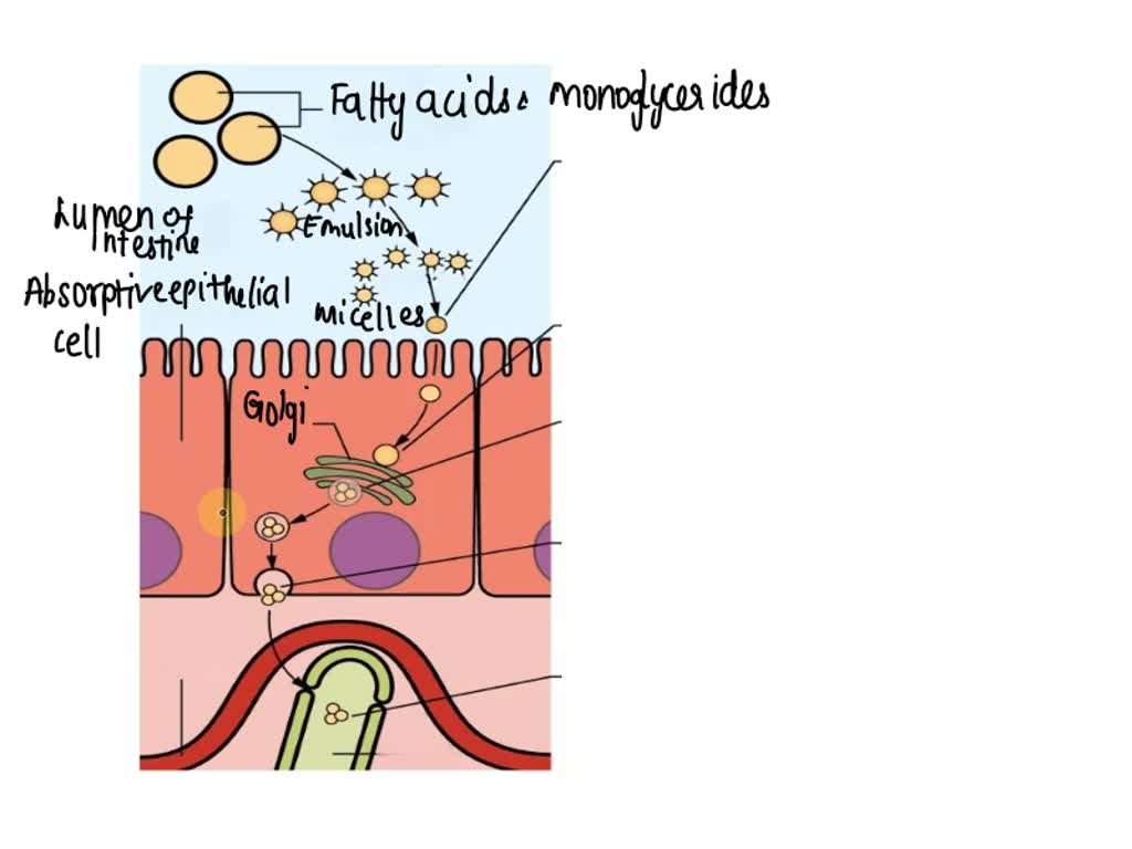 SOLVED: Absorption/Circulation: A drawing showing the monomers/subunits ...