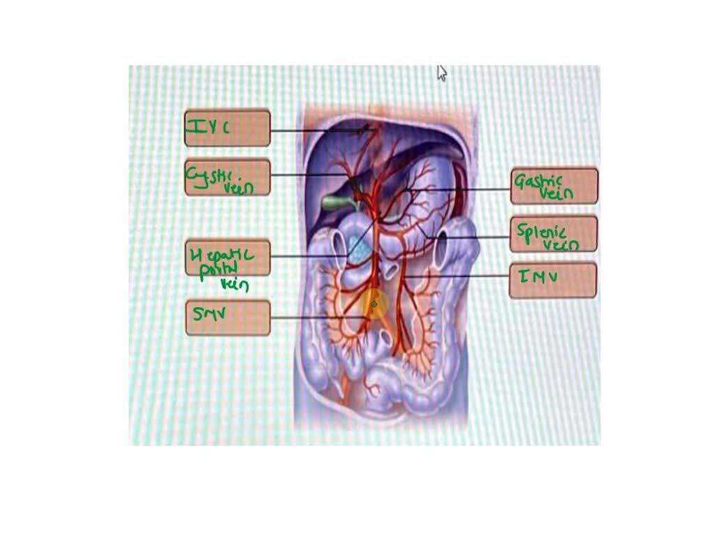 SOLVED: Drag the appropriate labels to their respective targets Hepatic ...