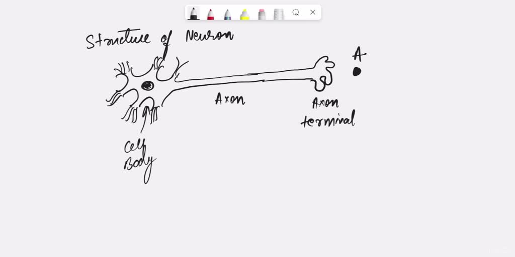 SOLVED: What structure conducts impulses toward the cell body? Axon ...