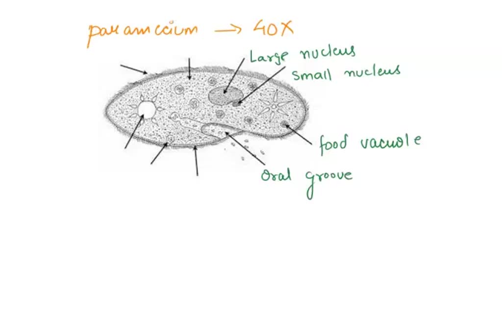 SOLVED Draw Any Specimen Viewed From The 400x Magnification or At Any solved-draw-any-specimen-viewed-from-the-400x-magnification-or-at-any
