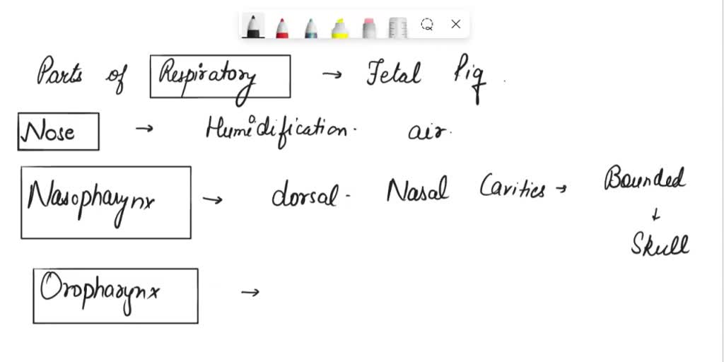SOLVED: Label the structures of the respiratory system for fetal pig: I ... SOLVED: Label the structures of the respiratory system for fetal pig: I ...