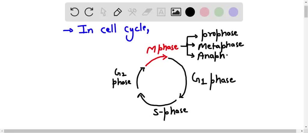 SOLVED: Draw diagram depicting the cell cycle , including a brief ...