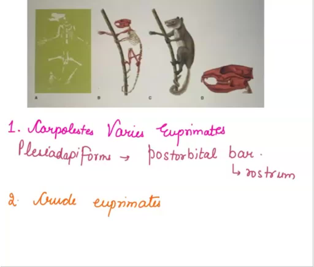 SOLVED: Exercise: Plesiadapiforms Work in a small group or alone to ...