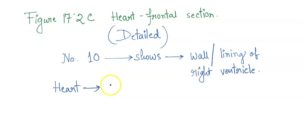 SOLVED: Figure 17.2C Heart: frontal section. In Figure 17.2C, identify ...