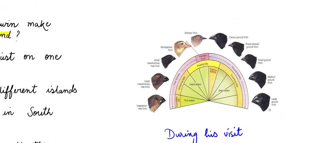 SOLVED: 1. What observations did Charles Darwin make about finches in ... SOLVED: 1. What observations did Charles Darwin make about finches in ...