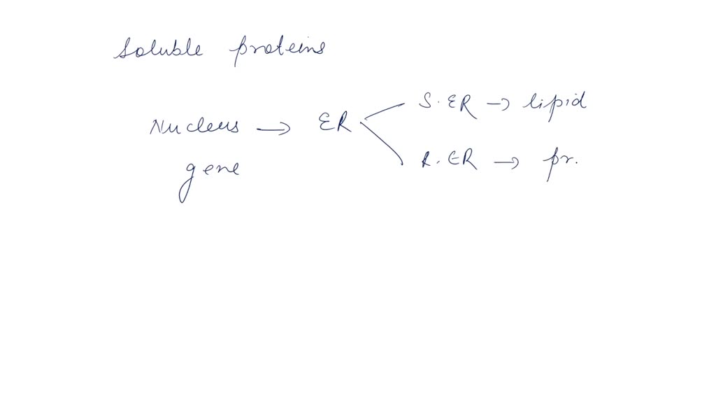 SOLVED: Ifa soluble protein were to travel through the endomembrane ...
