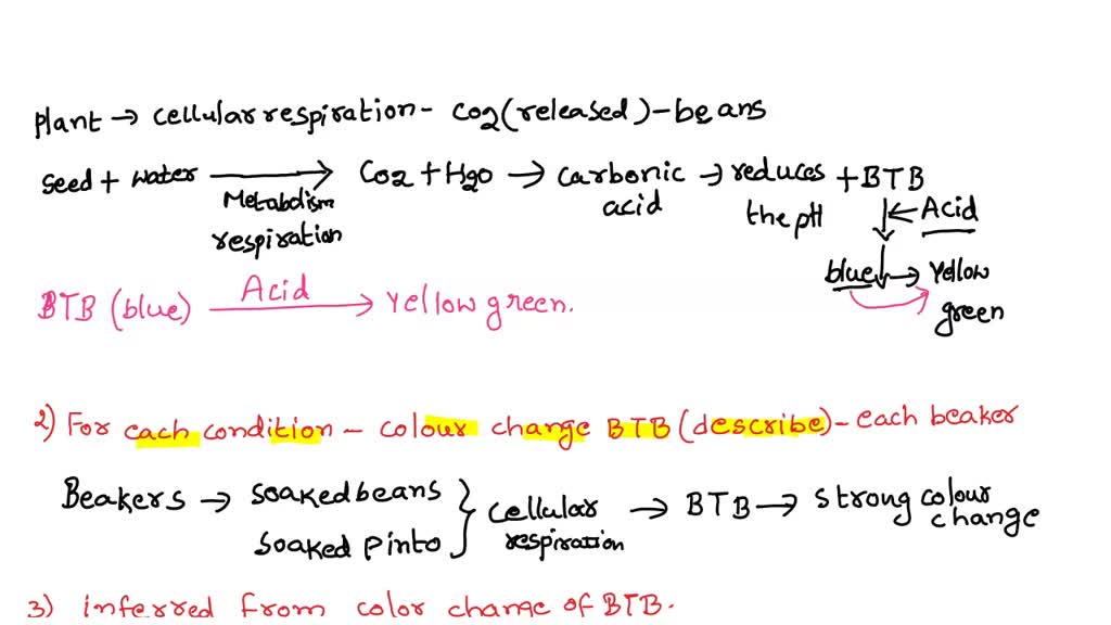 SOLVED: Activity Experimental System Set-Up for Cellular Respiration ...
