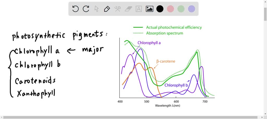 SOLVED: The diagrams below show the absorption spectrum for chlorophyll ...