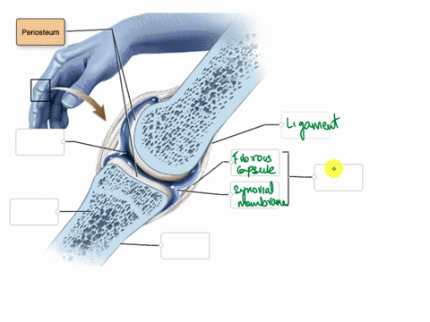label the structures of the general synovial joint by clicking and ...