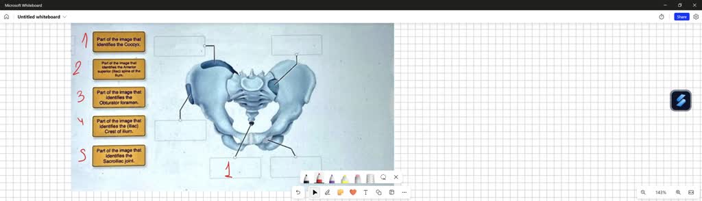 SOLVED: Name: Joe Stover Lab #9: Pelvis and hip: bones, palpation, movement, muscle ...