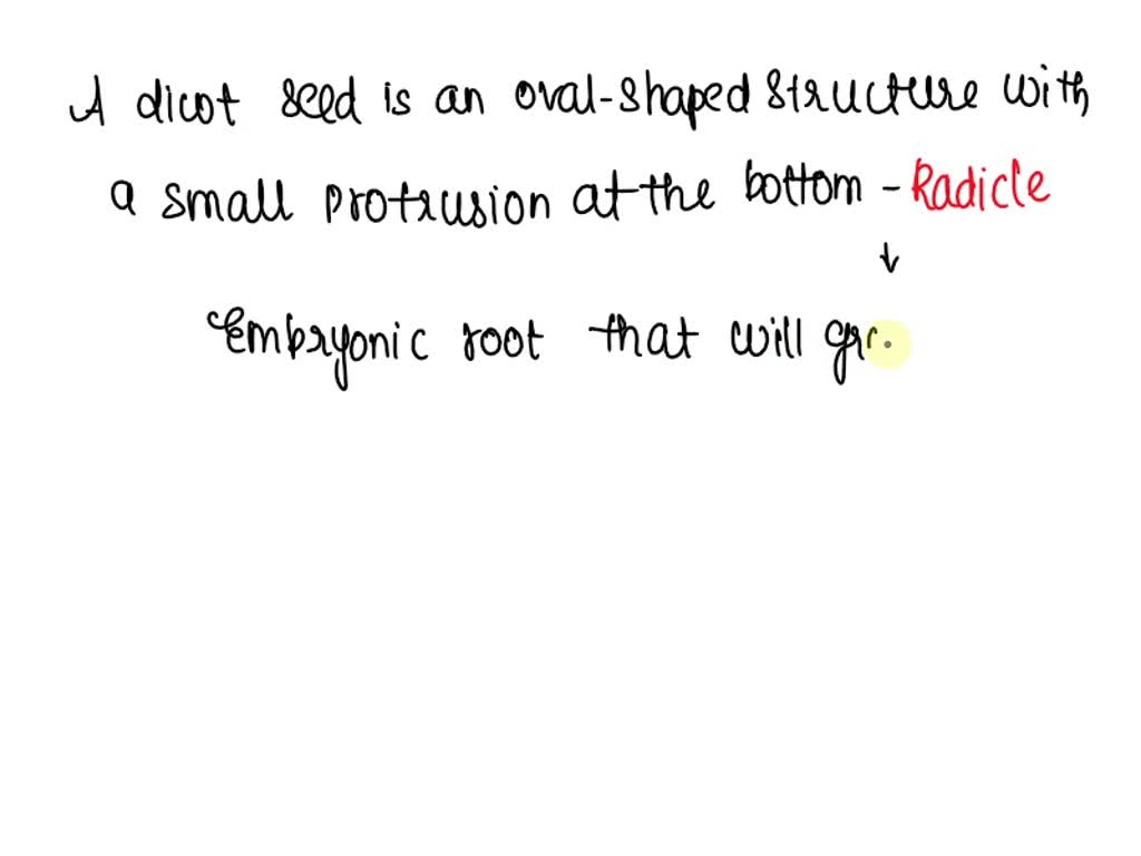 SOLVED: Draw a neat diagram a dicot seed and label "Radicle" on it.