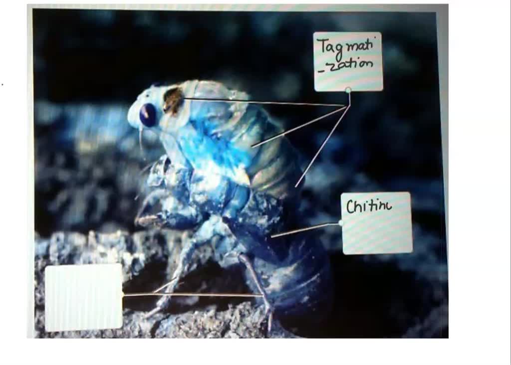 SOLVED: Number or identify the body parts in the list Label the ...