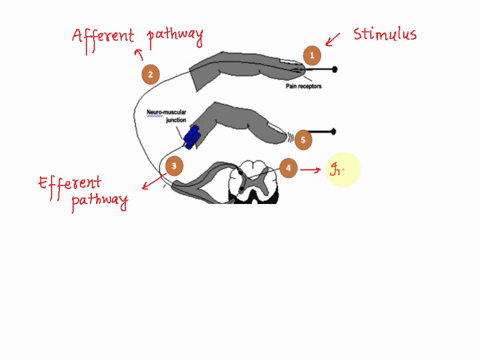 Label the sympathetic pathways in the...