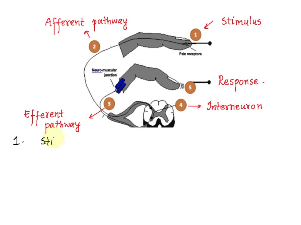 SOLVED: 3. Label the diagram using the list below: sensory neuron ...