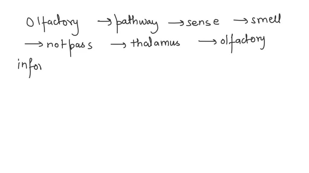 SOLVED: Which sensory pathway does NOT go through the thalamus ...