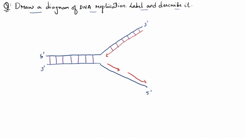 Dna replication complex diagram draw notate and explain the...