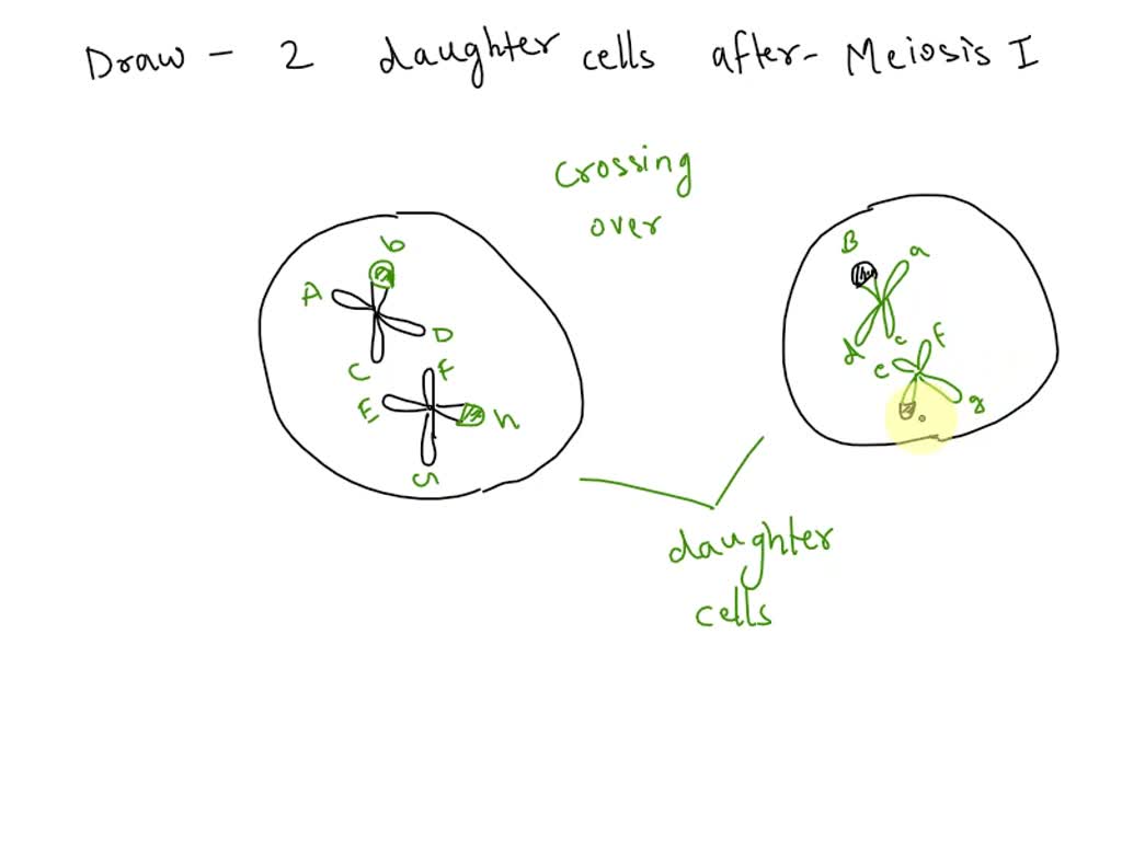 SOLVED: Now draw the cell in metaphase of meiosis. Draw the two cells ...