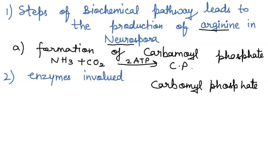 SOLVED: Belay diagram describing the experiment of Beadle and Tatum ...