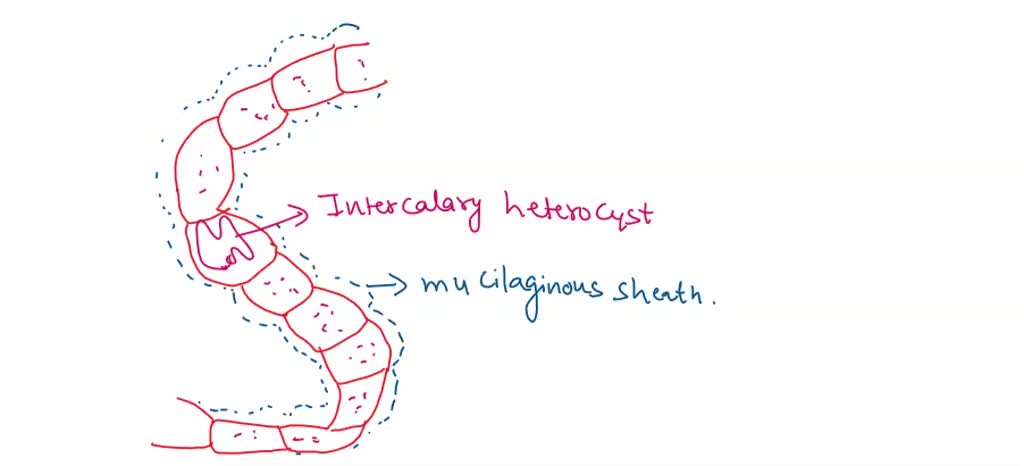 SOLVED: Report 1: Kingdom Monera Name: ID# I: Classification of ...
