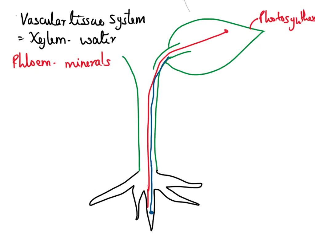 SOLVED: How does the vascular tissue system enable leaves and roots to ...