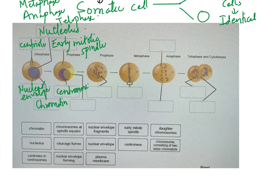 SOLVED: 3.55 Identifying the Stages of Mitosis: Label the following ... SOLVED: 3.55 Identifying the Stages of Mitosis: Label the following ...