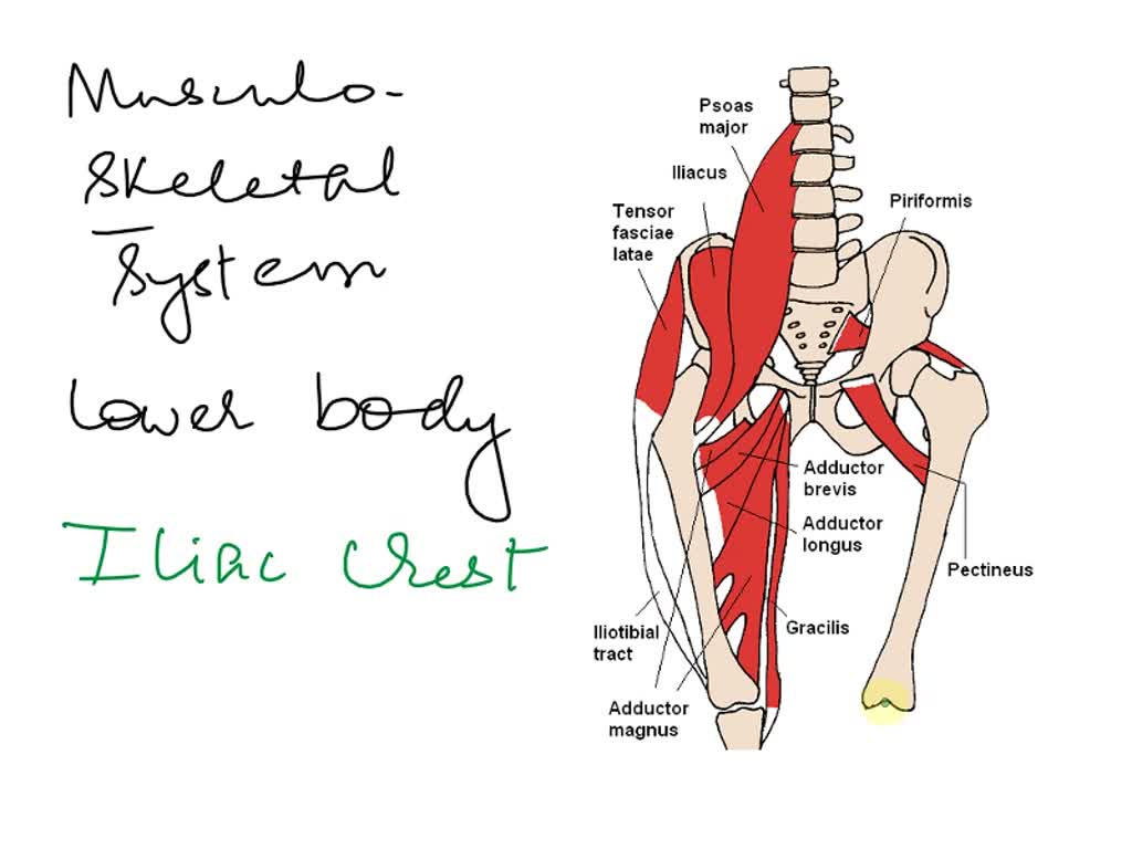 SOLVED: Please identify the following surface anatomy and landmarks The ...