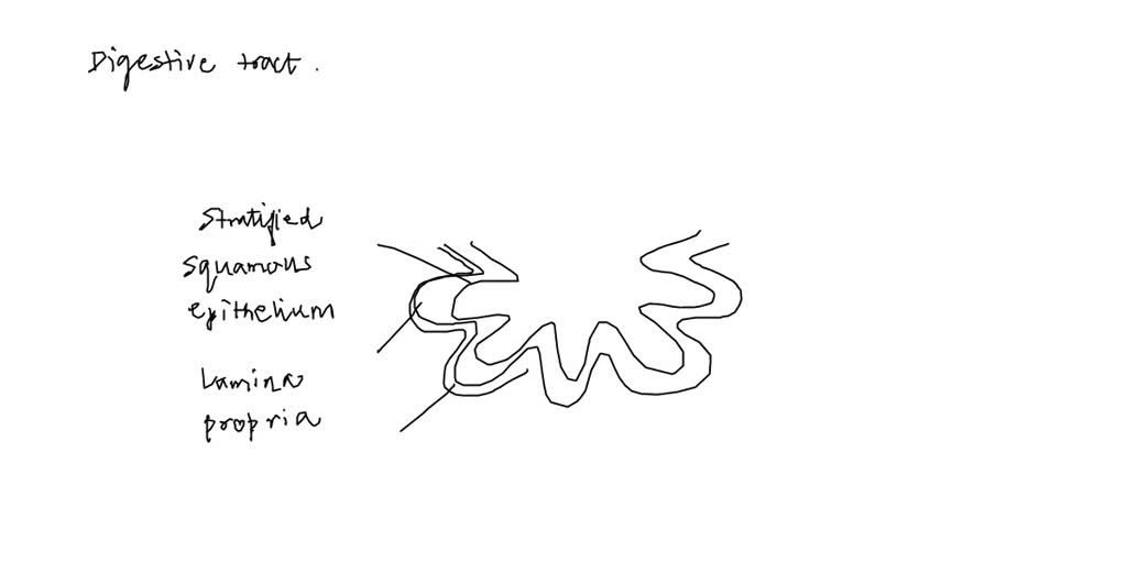 SOLVED: Correctly label the following parts of the subcutaneous layer ... SOLVED: Correctly label the following parts of the subcutaneous layer ...