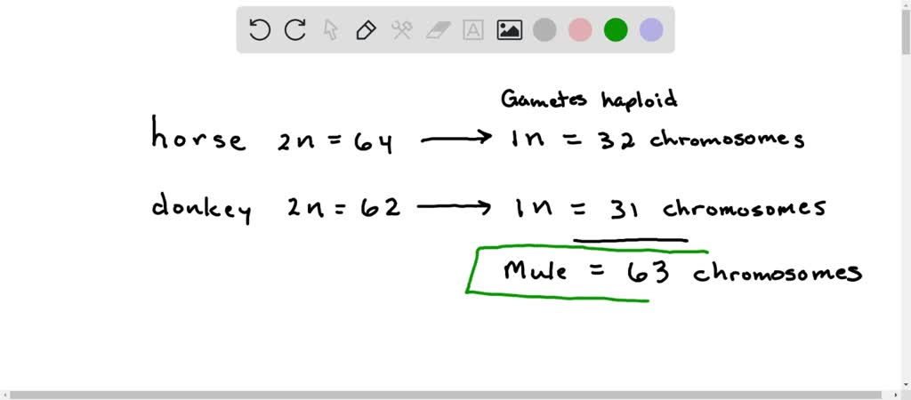 SOLVED: A horse has 64 chromosomes and a donkey has 62 chromosomes ...