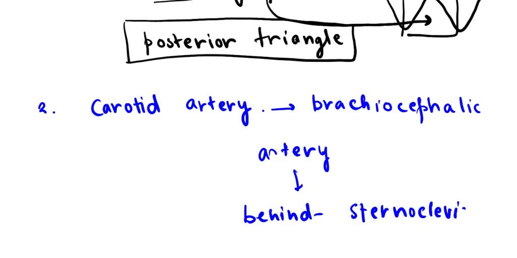 Omoclavicularsubclavian Triangle Borders Contents