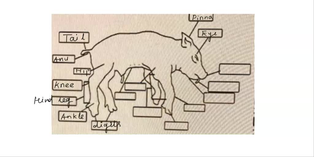 SOLVED: Text: Fill in the blanks on the following diagram using the ...