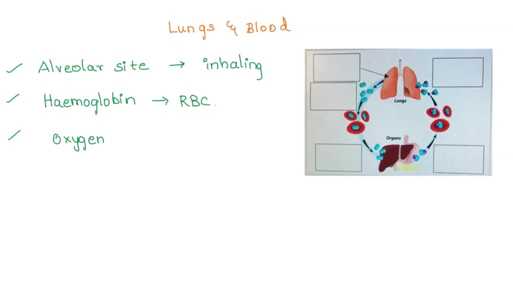 SOLVED: Place the labels to describe the role of the lungs and blood in ...