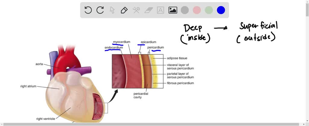 SOLVED: Which lists the layers of the heart wall from superficial to ...