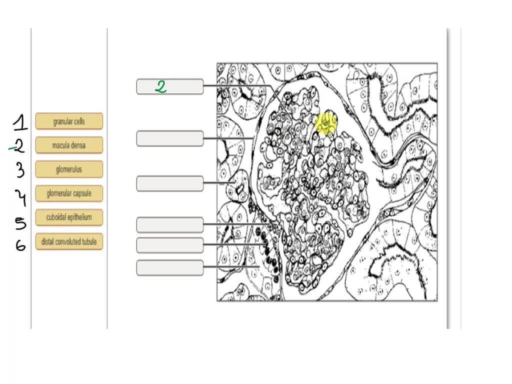 SOLVED: Drag the labels onto the diagram to identify the structures. granular cells macula densa ...