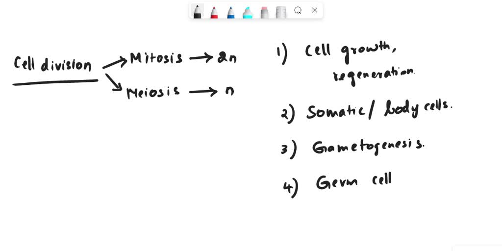 SOLVED: What is the overall purpose of mitosis? What is the function of ...