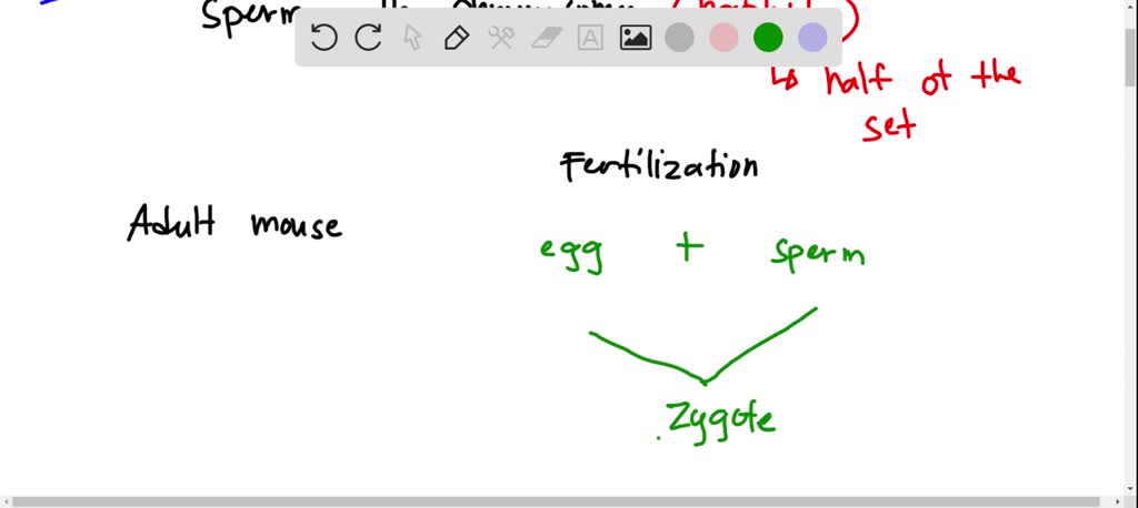 SOLVED: The mouse Mus musculus is a diploid 2n=20 species. How many ...