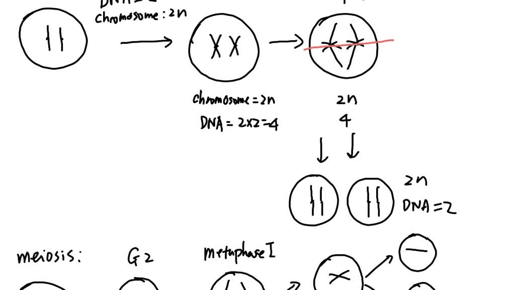 SOLVED: 2 The cells of a domestic cow are diploid and contain 60 ...