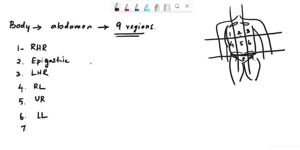 SOLVED: 1. Name the organs located in the epigastric region. 2. Name ...
