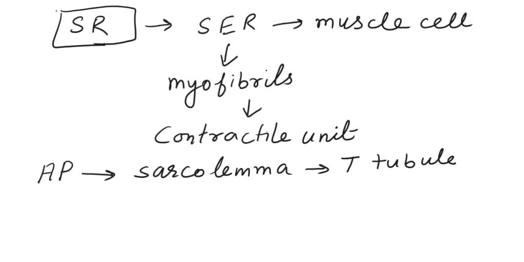 SOLVED: Which muscle cell structure stores calcium ions that are used ...
