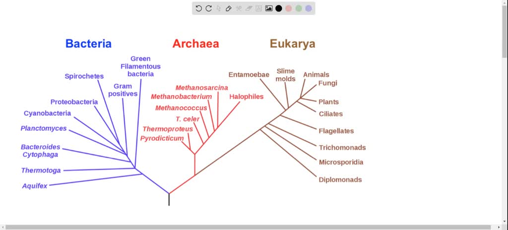 SOLVED: Evoution connection A typical prokaryotic cell has about 3,000 ...