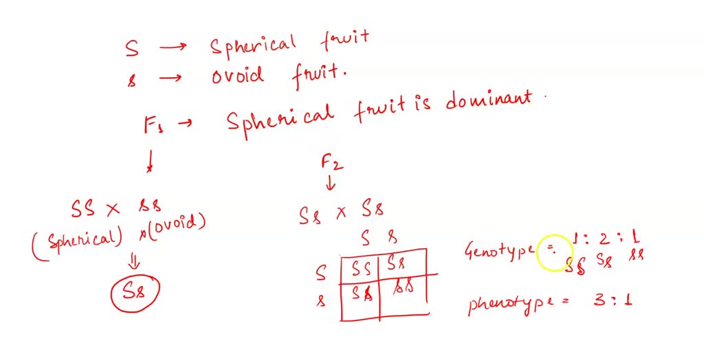 SOLVED: When true-breeding tomato plants with spherical fruit were ...