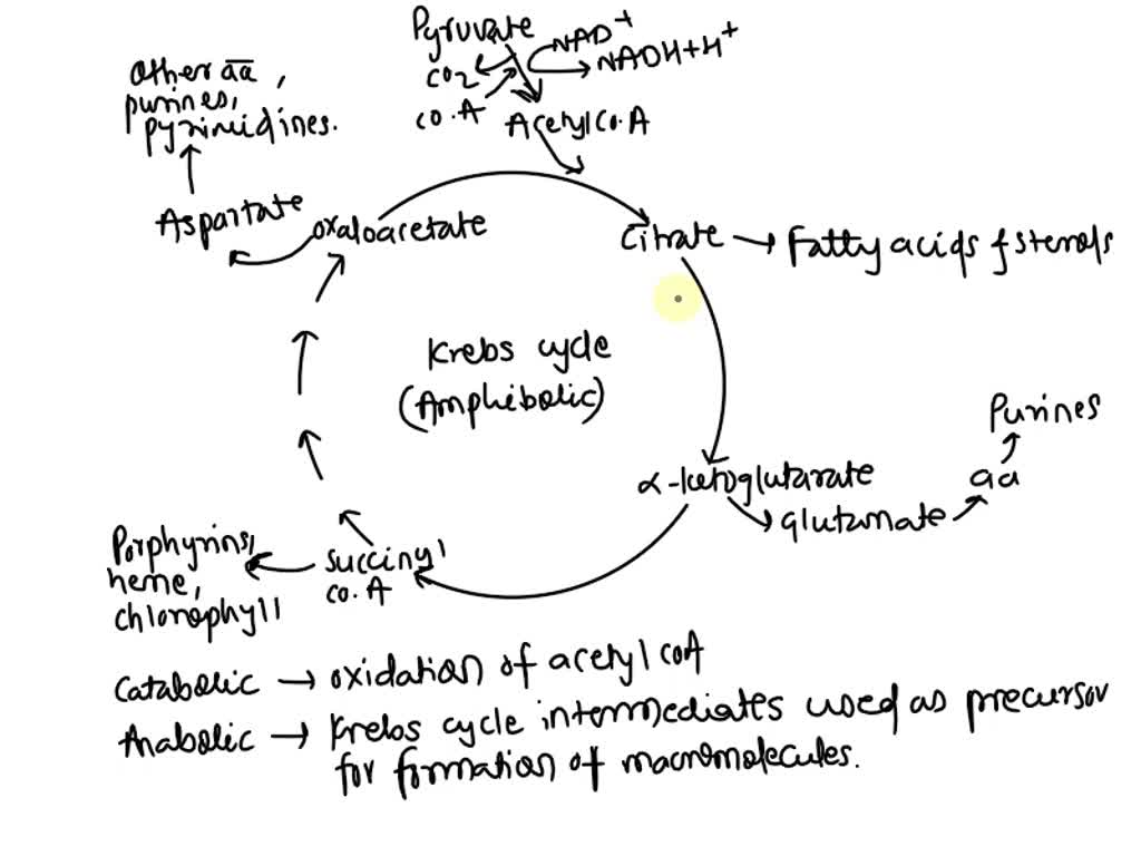 SOLVED: The anabolic and catabolic processes of cellular metabolism can ...