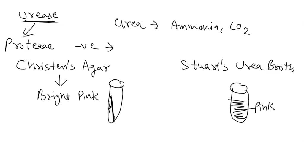 SOLVED: Note in lab report Indole test: No red ring produced on top of ...